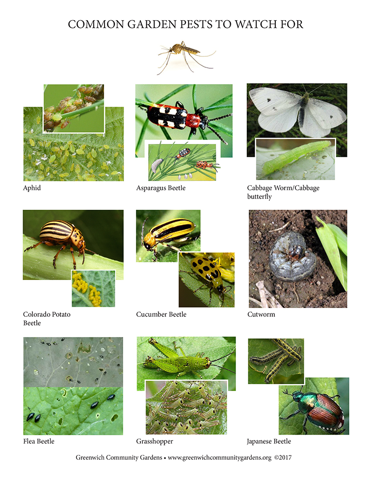 Identifying Garden Pests